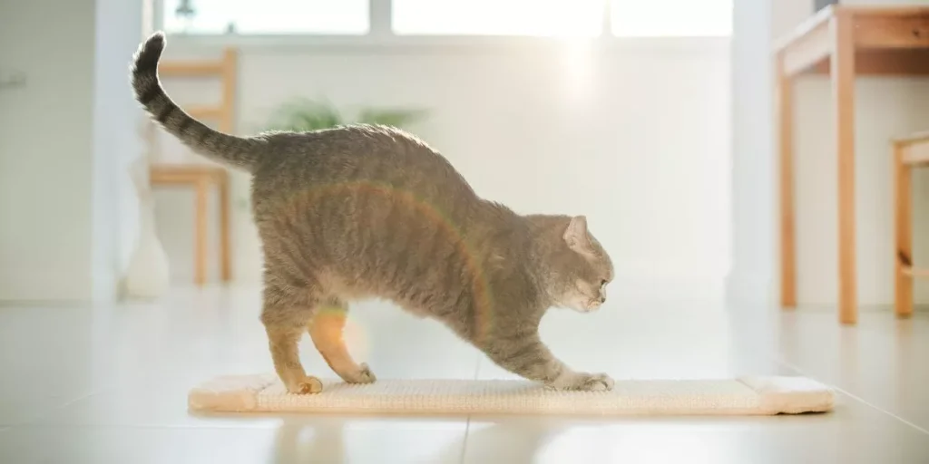 Why Is Cat Scratching Behavior Important, and How Can You Manage It ...